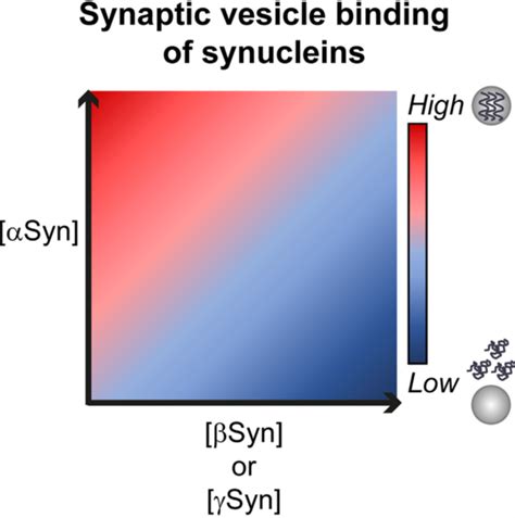 Synaptic Vesicle Binding Highlights Interactions Between Synucleins Are Important To Brain