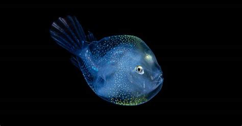 6 Creatures Of The Deep That Are Bioluminescent A Z Animals