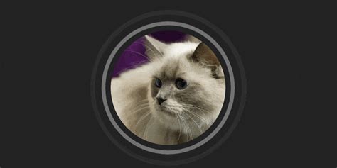 Pure Css Pulsating Avatar Image Effect Codemyui