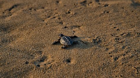 Easily Understand Non Linearity In A Neural Network