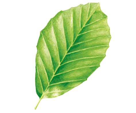 Fagus Orientalis Euforgen European Forest Genetic Resources Programme