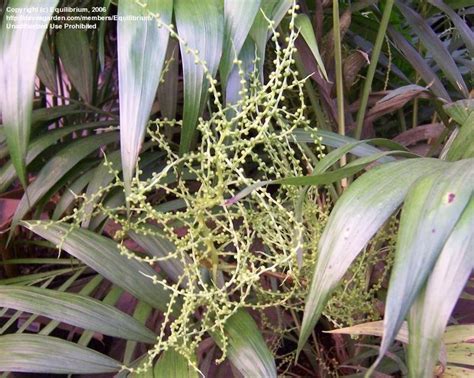 Plantfiles Pictures Chamaedorea Species Parlor Palm Parlour Palm