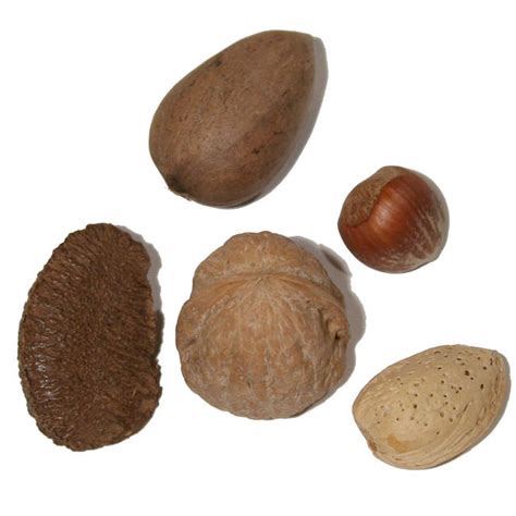 Best Nuts Of All Kinds Images On Pinterest
