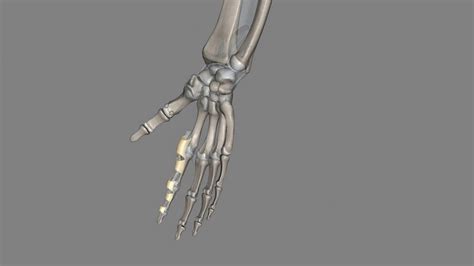 Le Ligament Annulaire Est Une Structure Complexe Formée Par Le Complexe