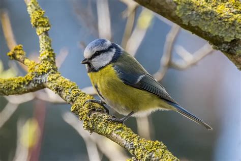 Tit Birds The Wonderful World Of Paridae Birds Pal