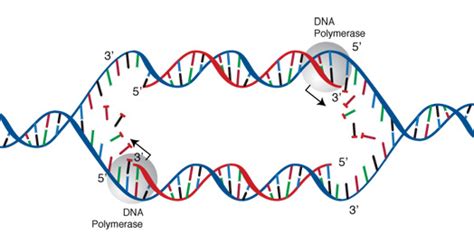 Dna Replcation