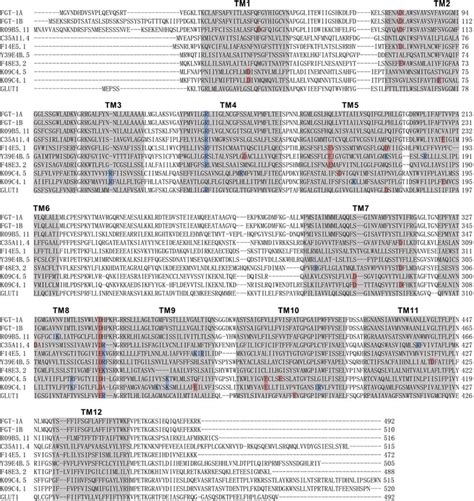 Figure S Alignments Of GLUT With Putative Transporters Cloned From Download Scientific