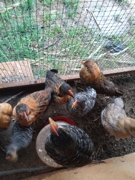 I Know The Black And Whites Are Barred Rocks And My Biggest One Is A