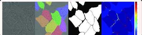 Biological Cells Data Domain From Unets Article Download