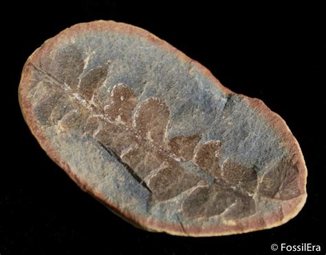 Fern Fossil From Mazon Creek Million Years Old For Sale FossilEra Com