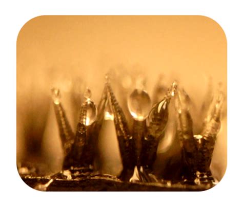 Bioinspired Structures For High Efficient Water Harvest