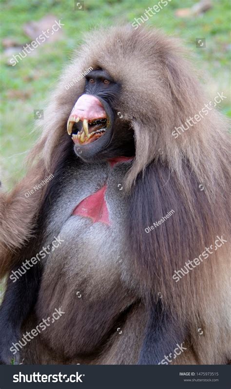 Gelada Baboon Teeth