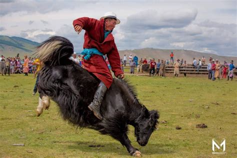 Хөвсгөл аймгийн Алаг Эрдэнэ суманд сарлагийн наадам болно