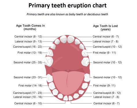 Eruption Chart Of Teeth Educational Chart Resources