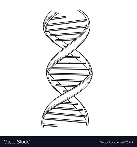 Graphic Dna Structure Royalty Free Vector Image