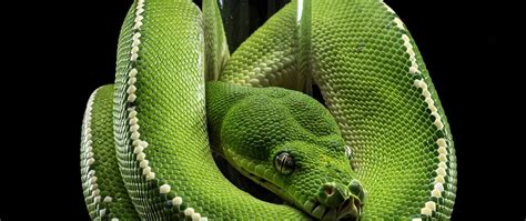 Python For Beginners Chapter 2 Building Your First Rest Api With Flask Dev Community