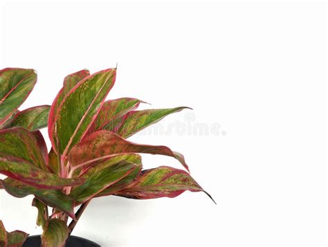 Aglaonema Decorative Plants On White Background With Negative Space For