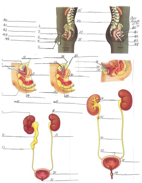 Chapter 9 And 14 Labeling Diagram Quizlet