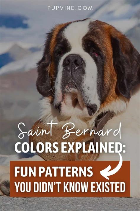 Saint Bernard Colors Explained Fun Patterns You Didnt Know Existed