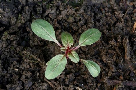 Ncwss 2023 Seedling Flashcards Quizlet