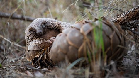 Pangolin Conservation Global 2by2