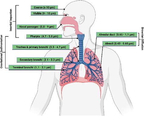 Inhaled Particle Sizes And Respiratory Deposition Patterns Download Scientific Diagram