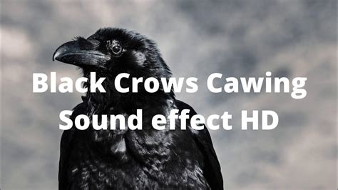 Black Crows Cawing Sound Effect Hd Youtube