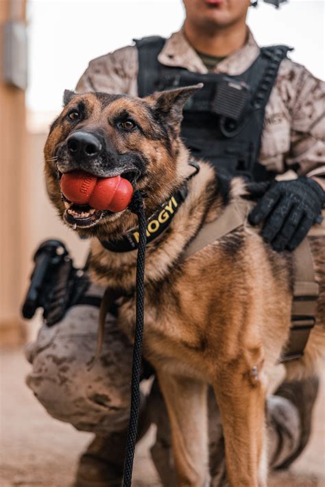 Dvids Images Mcagcc Pmo Special Reaction Team Performs Close
