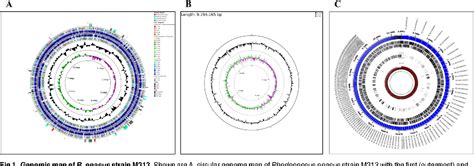 Figure From Comparative Genomics And Metabolic Analysis Reveals Peculiar Characteristics Of