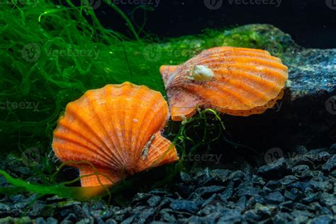 Bivalve Mollusk With Orange Valves Smooth Scallop Flexopecten Glaber