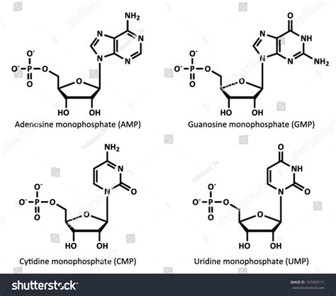 Rna Building Block Structures Ribonucleotides Pictured 스톡 벡터 로열티 프리