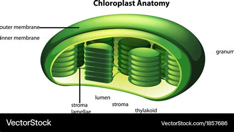 Chloroplast Royalty Free Vector Image Vectorstock