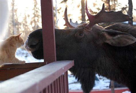 Moose And Cat Friendship