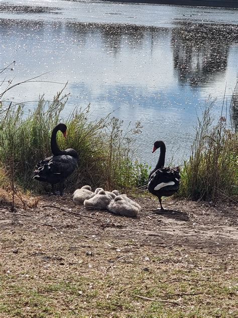 Synchronizing Tables Between Synapse Analytics Sql Pool And Fabric Warehouse By Lackshu