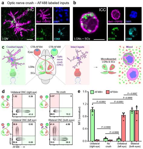 Microglia Engulfment Of Fluorescently Labeled Synaptic Inputs Following Download Scientific