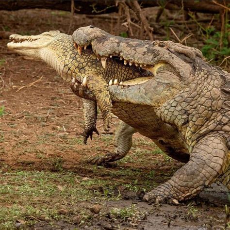 Nile Crocodile Teeth Artofit