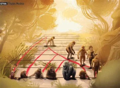 Se O Homem Evoluiu Do Macaco Por Que Eles Ainda Existem