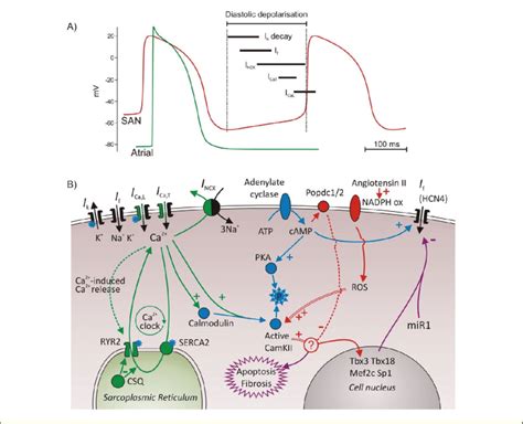 Molecular Basis Of Sinoatrial Node San Pacemaking And Disease A Download Scientific