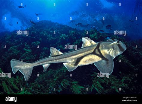 Port Jackson Shark Heterodontus Portusjacksoni South Australia Stock