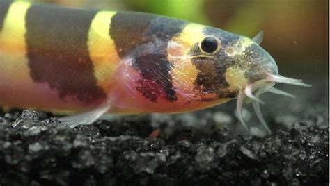 9 Most Popular Types Of Loaches Species 2026 Updated