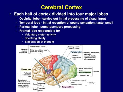 Ppt Neurophysiology Powerpoint Presentation Free Download Id 168209
