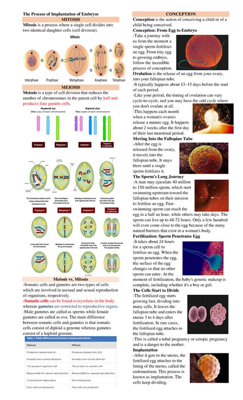 Biochem Lec 4 The Process Of Implantation Of Embryos The Process Of