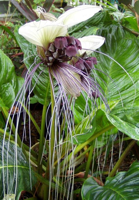 Tacca Integrifolia White Bat Flower 20 Seeds Butterfly Garden Seeds