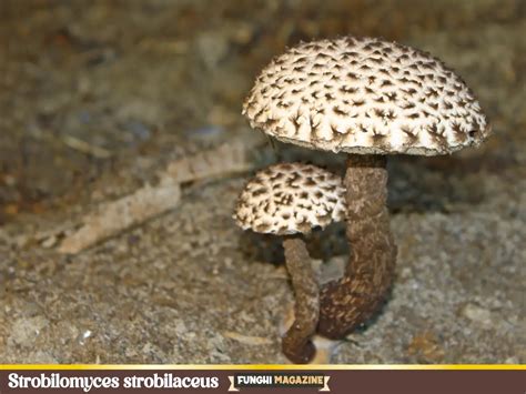 Strobilomyces Strobilaceus Funghi Magazine