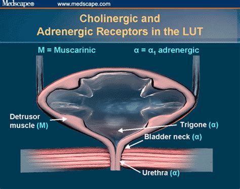 Anticholinergic Therapy For Oab Cognitive Implications For The Elderly