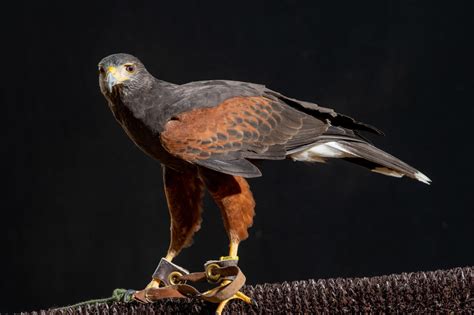 Harriss Hawk