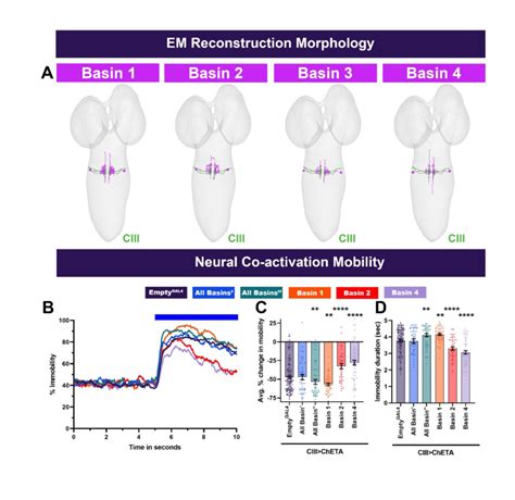 Figure Supplement 1 Neural Reconstructions And Larval Mobility For