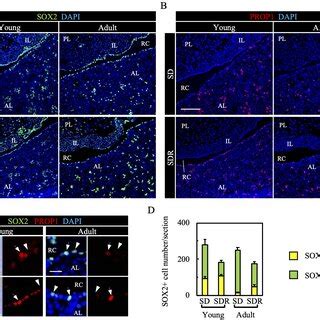 Immunofluorescence Analysis Of Sex Determining Region Y Box SOX Download Scientific