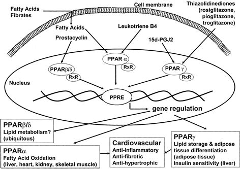 Peroxisome Proliferator Activated Receptors Hypertension