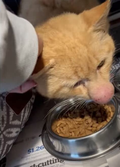 Dedicated To Helping Barney Bubble And His Mysterious Never Seen